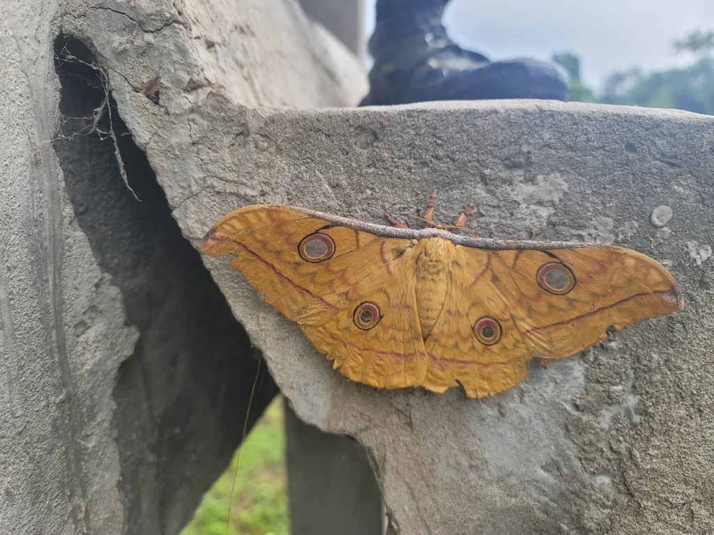 tussar moths from East Kameng, IN-AR, IN on August 10, 2024 at 09:21 AM ...