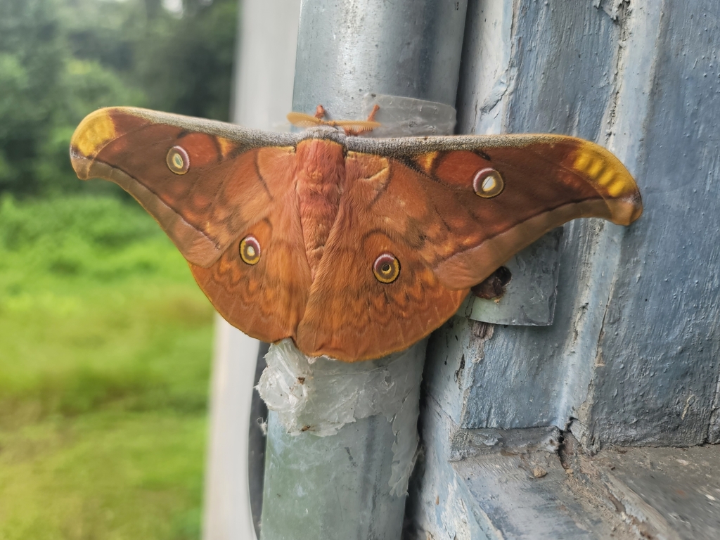 tussar moths from East Kameng, IN-AR, IN on August 10, 2024 at 09:17 AM ...