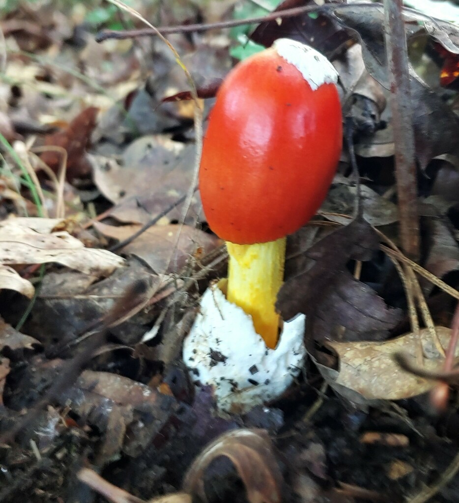 Jackson's slender Caesar from Mountain Park, GA, USA on August 3, 2024 ...