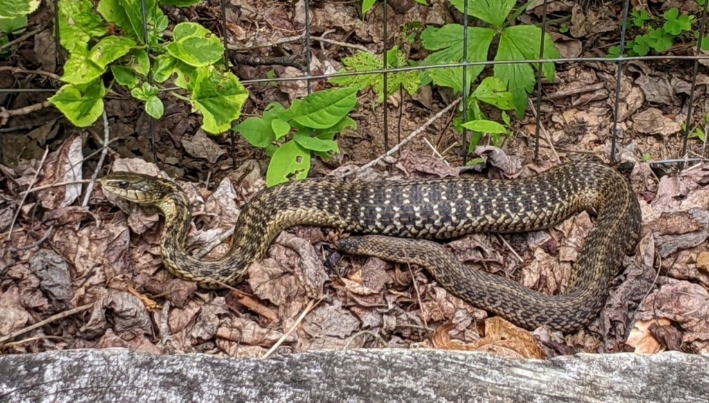 Colubrid Snakes from Green Mountain on July 14, 2024 at 12:30 PM by ...