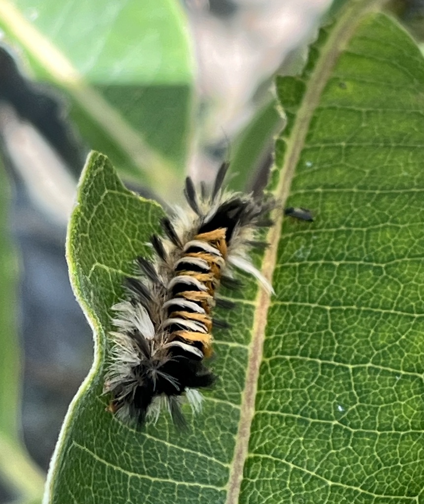 Milkweed Tussock Moth from Wainfleet, ON, CA on August 10, 2024 at 12: ...