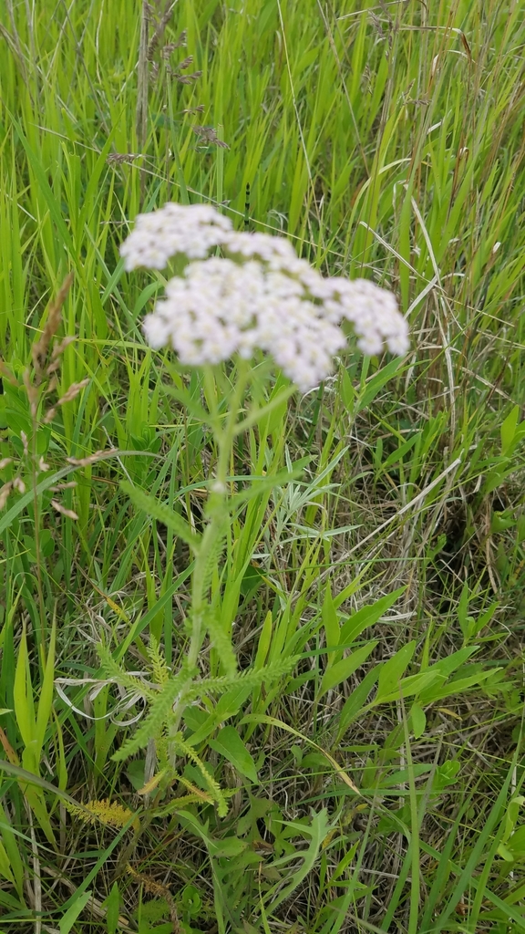 common yarrow from Jackson, IA, USA on June 11, 2019 at 10:19 AM by ...