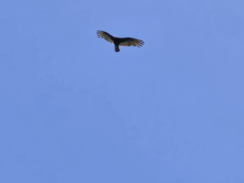 Turkey Vulture from Carenero, Guánica 00653, Puerto Rico on August 10 ...