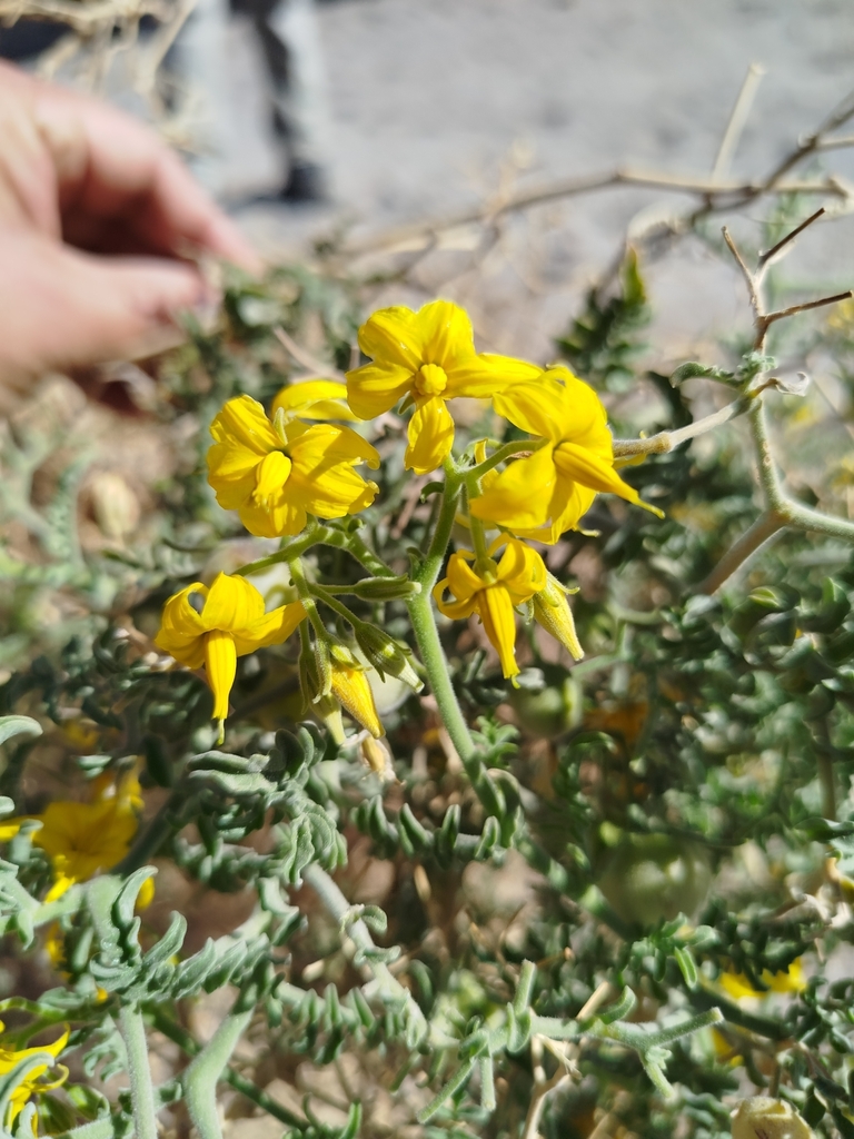 Solanum chilense from San Pedro de Atacama, Antofagasta, Chile on July ...