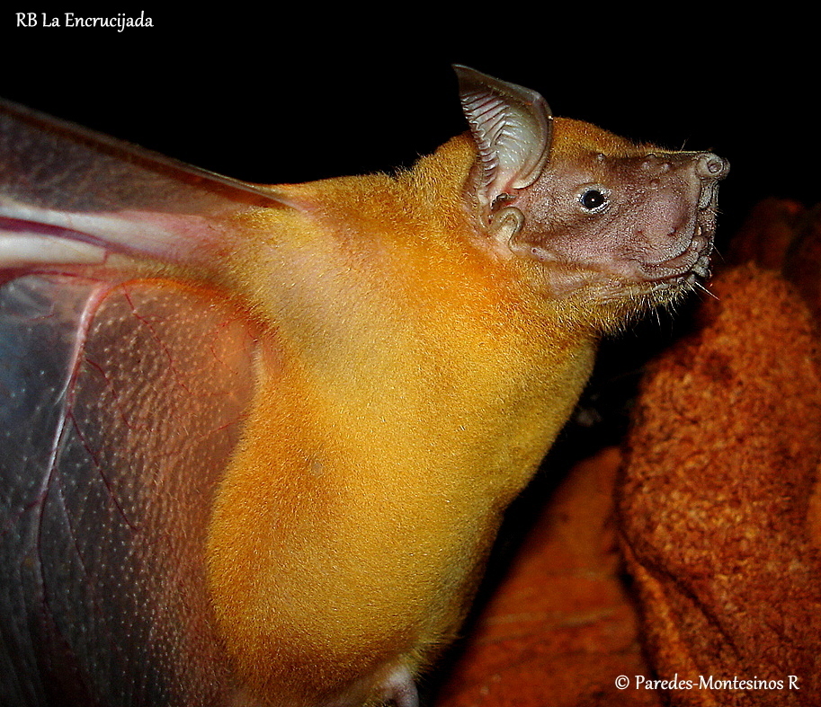 Bulldog Bats (Noctilio) - Know Your Mammals