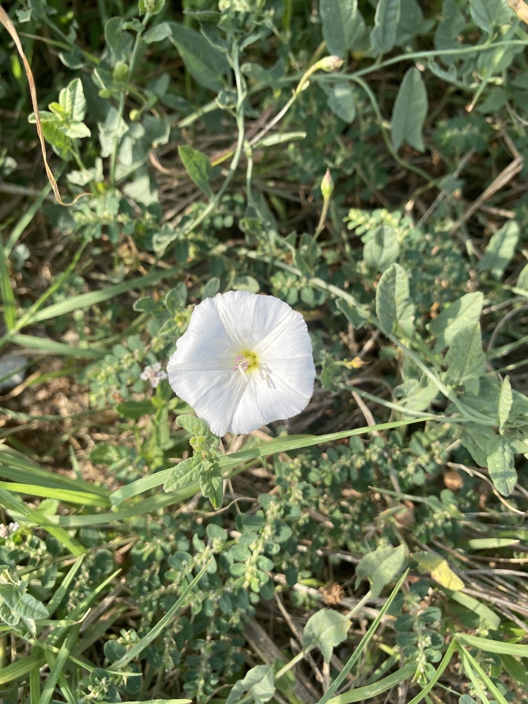 field bindweed from Wildlife Dr, Pottsboro, TX, US on August 10, 2024 ...