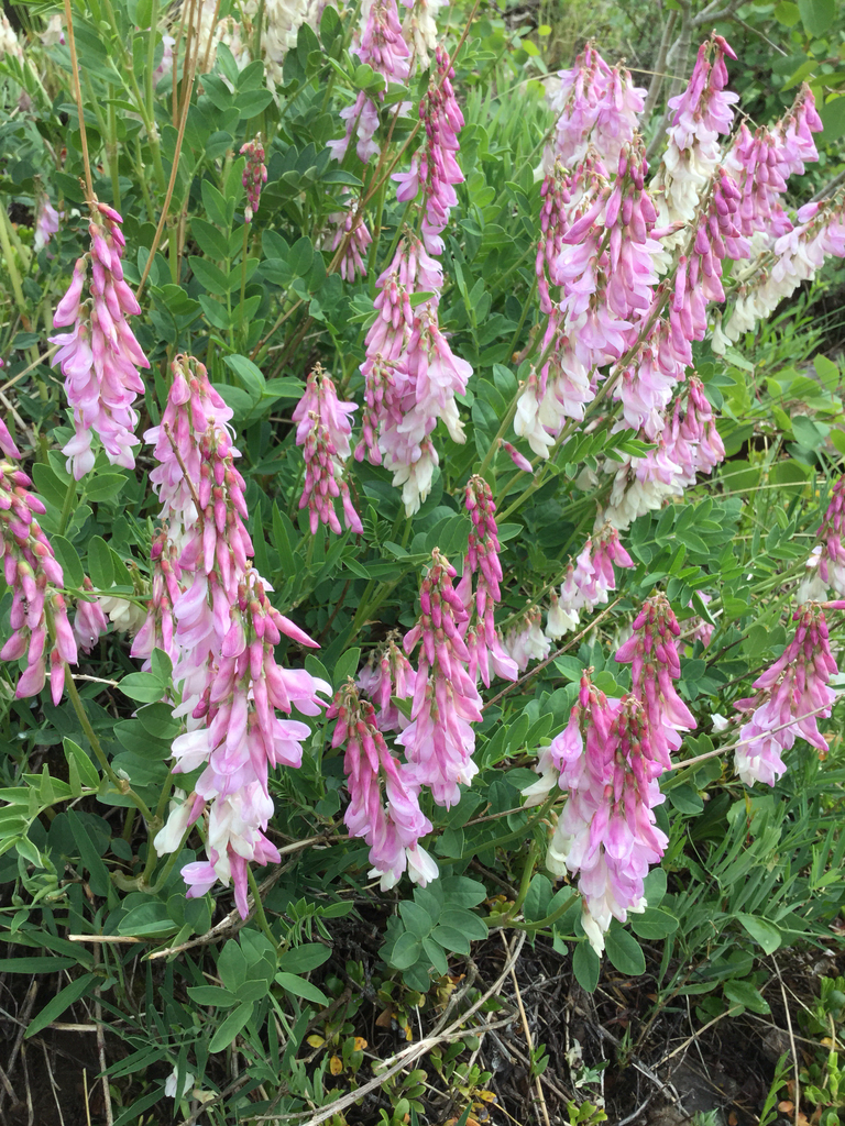Boreal Sweet-vetch (Plants of Lone Mesa State Park) · iNaturalist