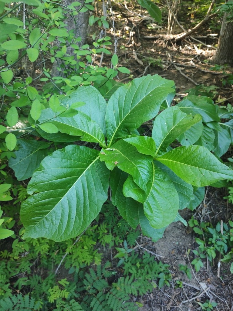 Genipap Tree from 70987 Oax., México on August 3, 2024 at 08:57 AM by ...