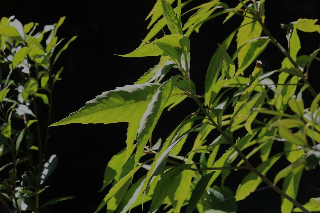 plants from Springbrook QLD 4213, Australia on August 3, 2024 at 11:43 ...