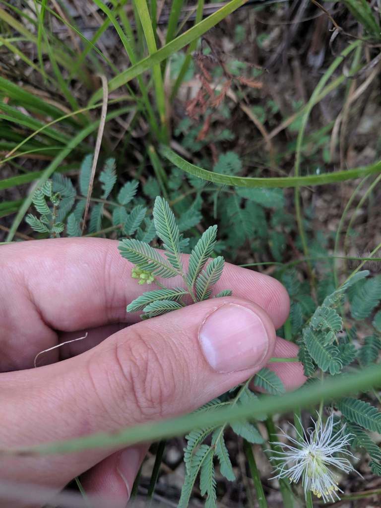 Velvet Bundleflower from Blanco, Texas, United States on June 11, 2019 ...