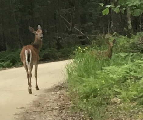 Northern White-tailed Deer from Baxter State Park, Northeast ...
