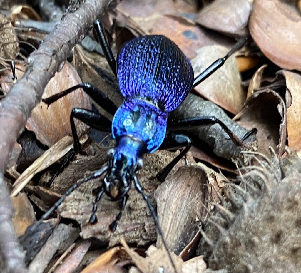 Blue Ground Beetle from DJ206, Talea, Prahova, RO on August 10, 2024 at ...