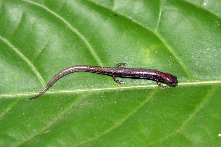 Smith's Thorius (Amphibians of Southern Mexico ) · iNaturalist