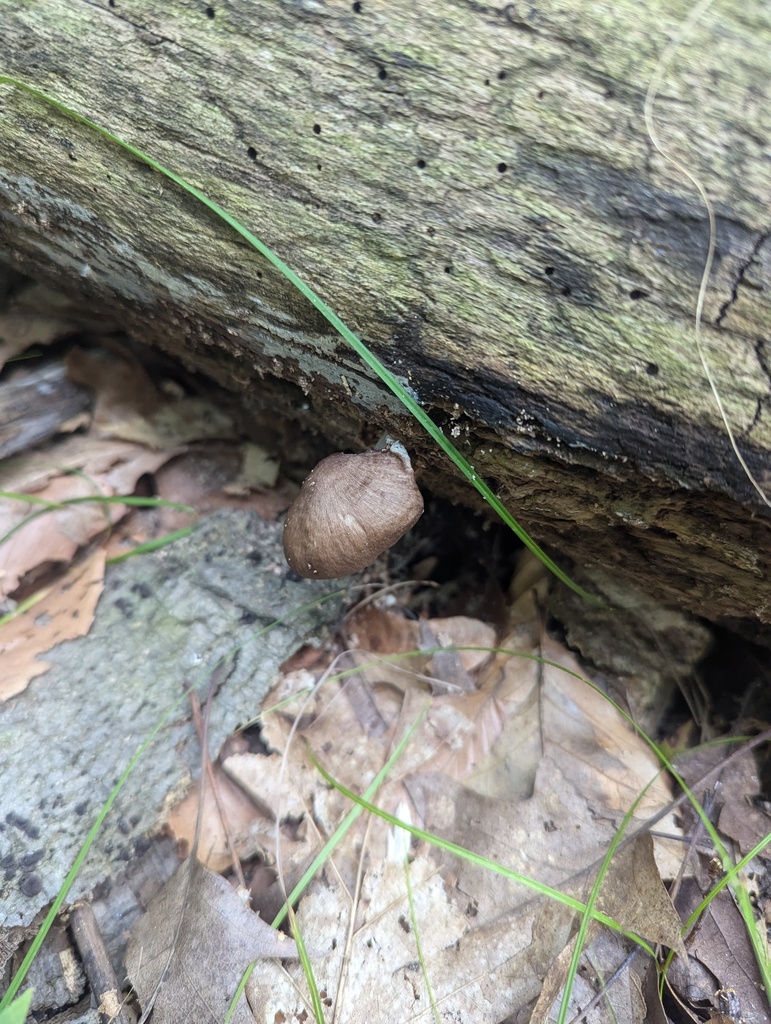 Pluteus hongoi from Ingham County, MI, USA on August 10, 2024 at 04:54 ...