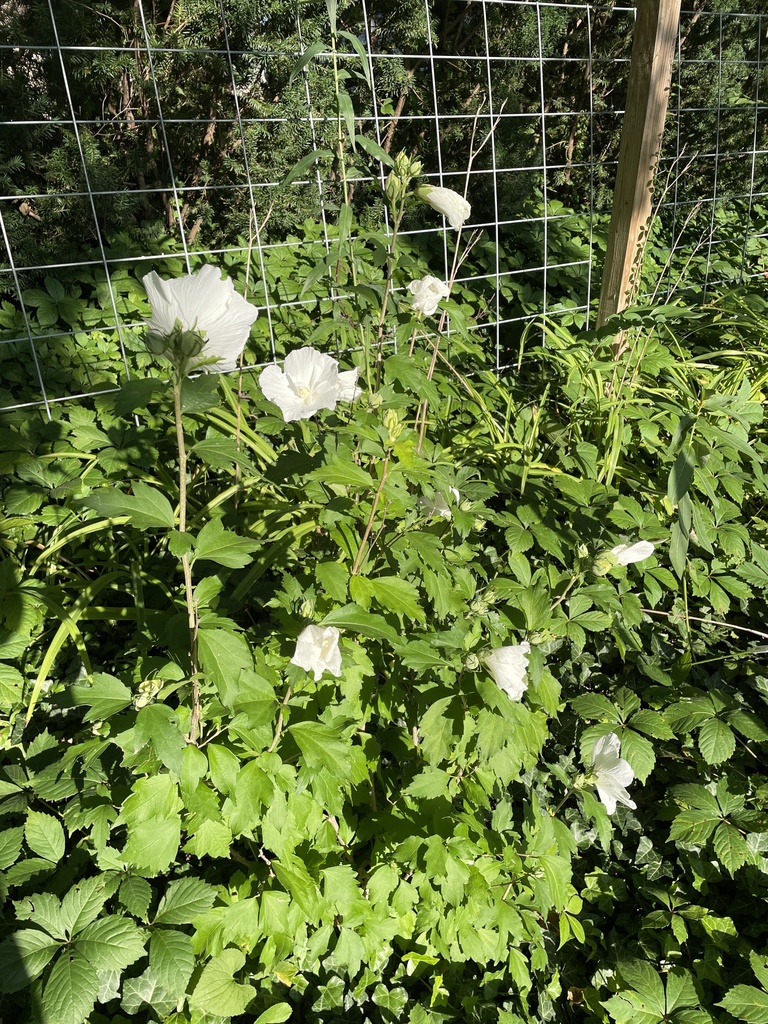 common hibiscus from Penfro Dr, Iowa City, IA, US on August 10, 2024 at ...