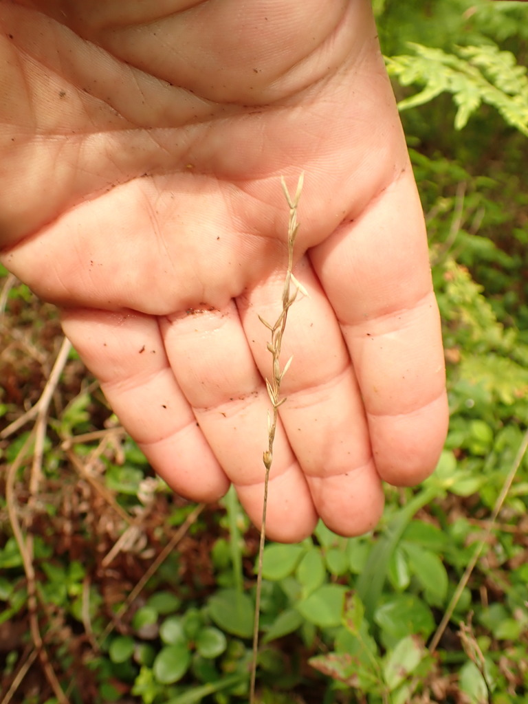White-grained Mountain-ricegrass from Shelburne, NS, Canada on August 7 ...