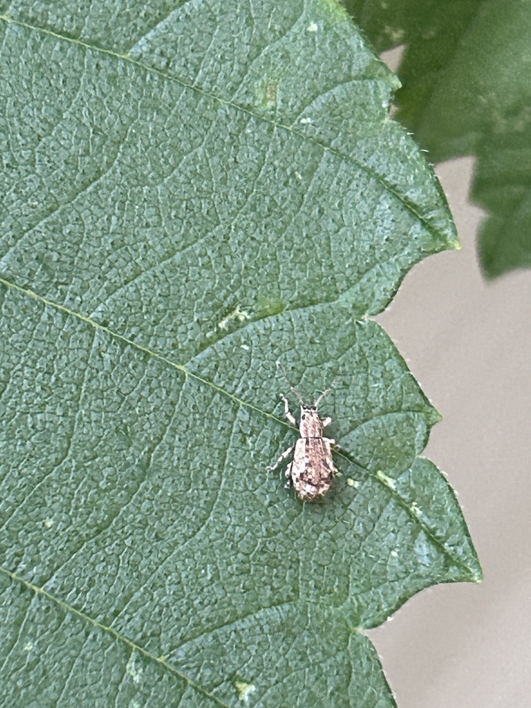Peach Root Weevil from Jenifer St NW, Washington, DC, US on August 10 ...