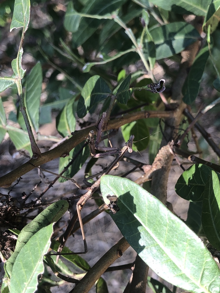 Australian Stick Mantis from Oxley Creek Common, Rocklea, QLD, AU on ...