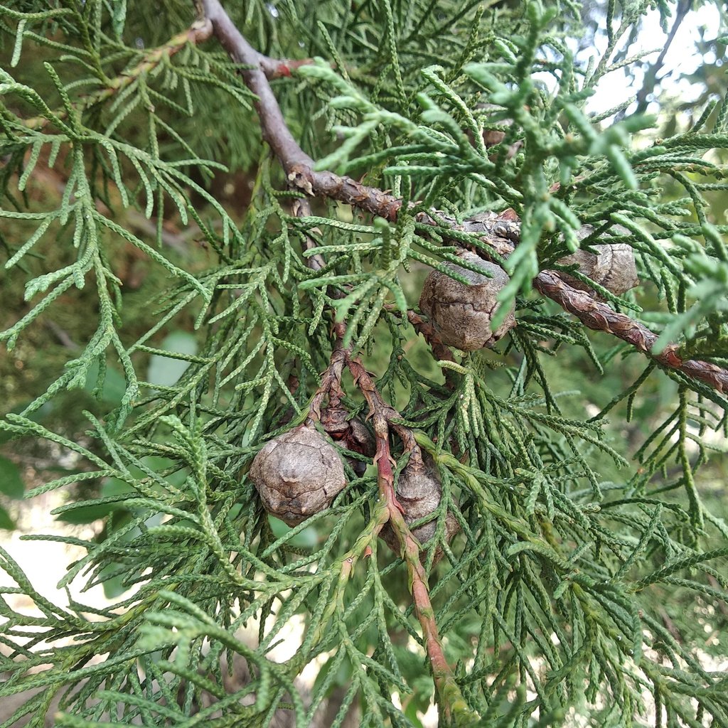 cedar of Goa (Hesperocyparis lusitanica) - Botanical Realm