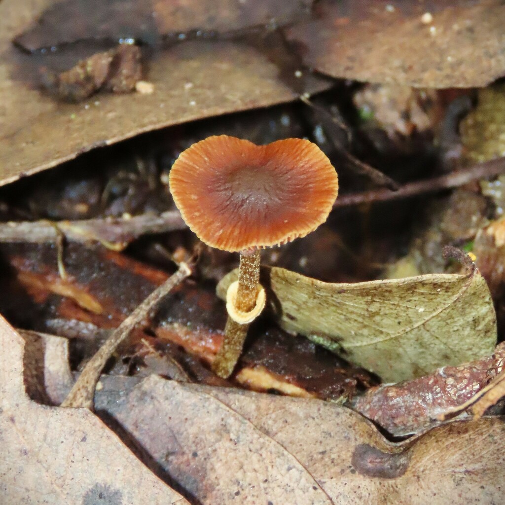 fool's conecap from Bermagui NSW 2546, Australia on July 19, 2024 at 01 ...