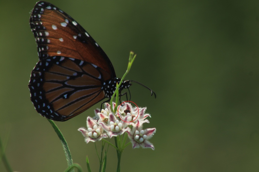 Megatomini from 33130 Pedro Meoqui, Chih., México on August 10, 2024 at ...