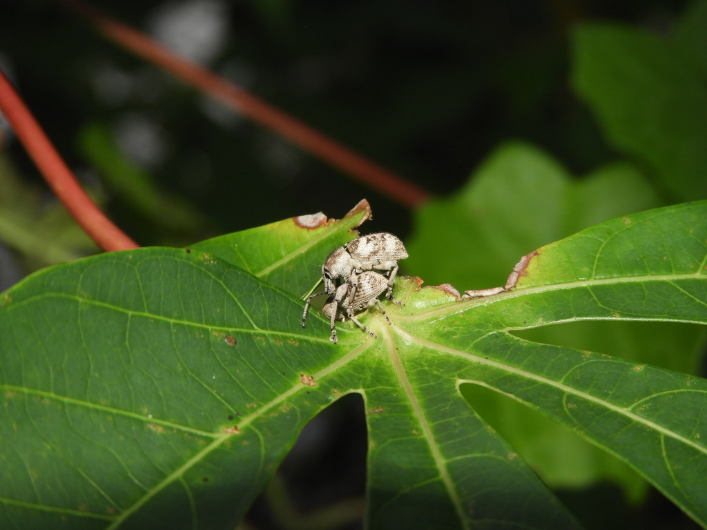Phytoscaphus triangularis from Mamuju Regency, West Sulawesi, Indonesia ...
