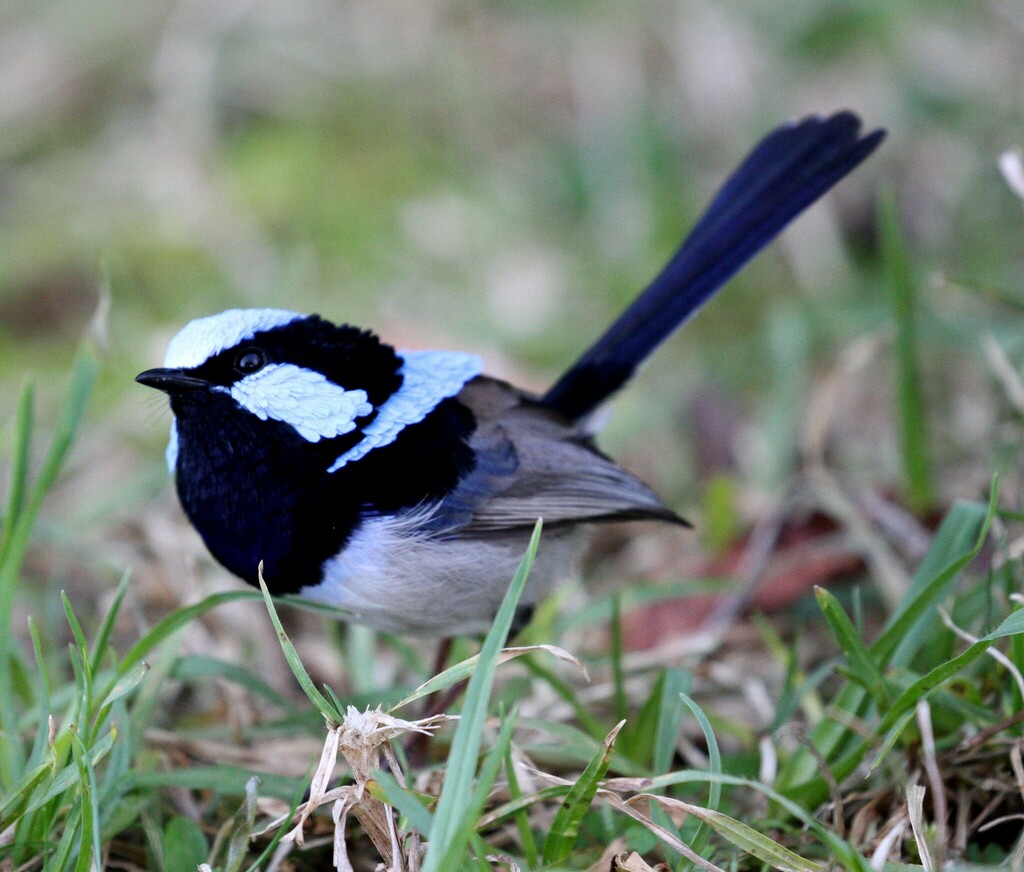 Superb Fairywren from O'Reilly QLD 4275, Australia on July 24, 2024 at ...