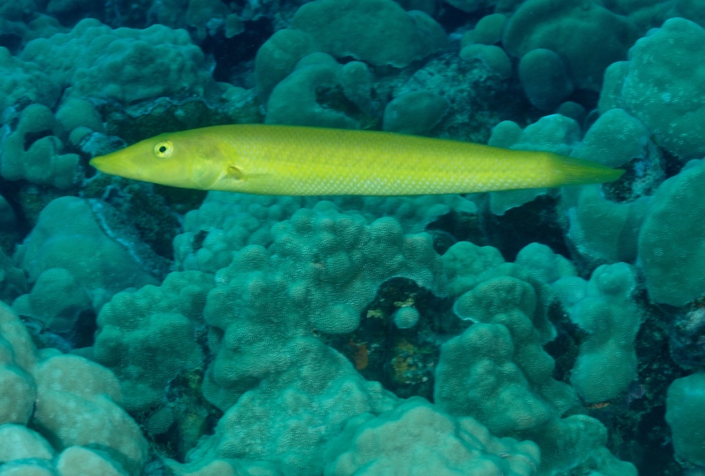 Cigar Wrasse (Cheilio inermis) - Marine Life Identification
