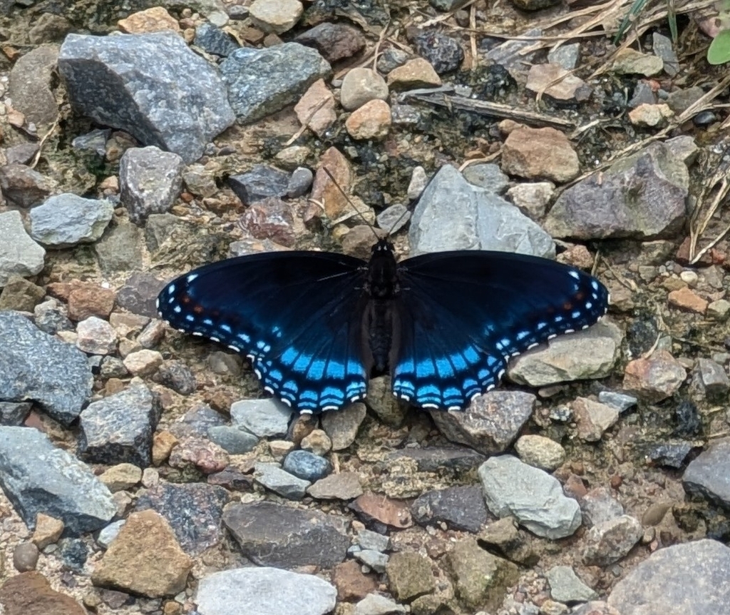 Red-spotted Purple from Wadsworth, OH 44281, USA on August 10, 2024 at ...