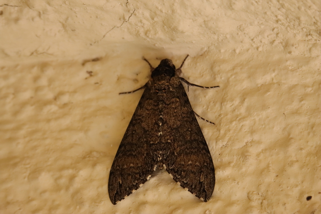 Occult Sphinx from Lomas del Valle, Zapopan, Jal., México on August 10 ...