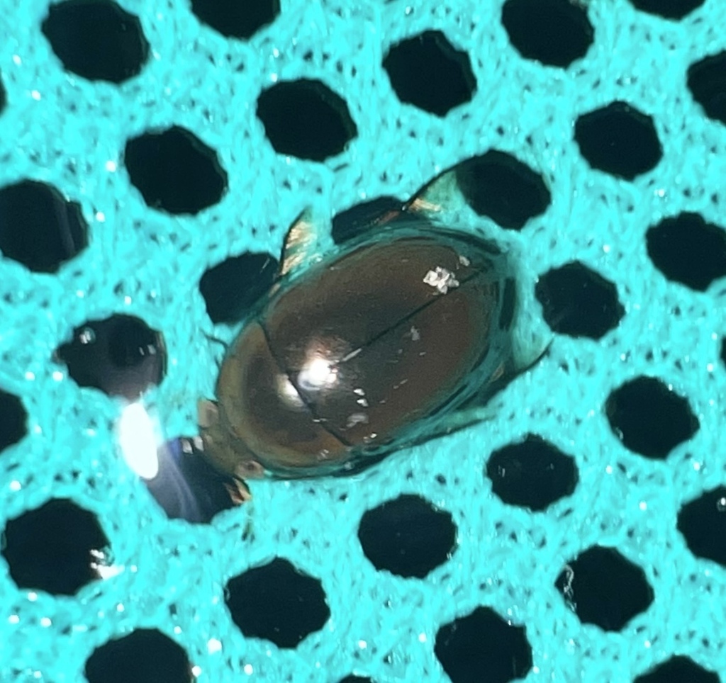 Tropisternus from S Okatie Hwy, Hardeeville, SC, US on August 10, 2024 ...