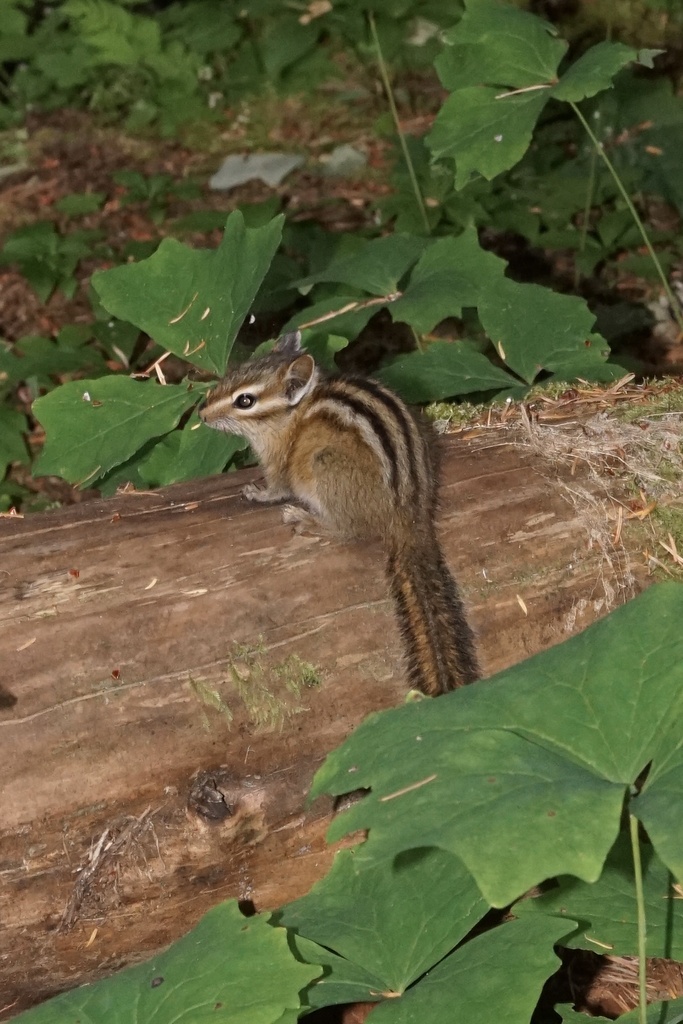 Townsend's Chipmunk from Pierce County, US-WA, US on August 08, 2024 at ...