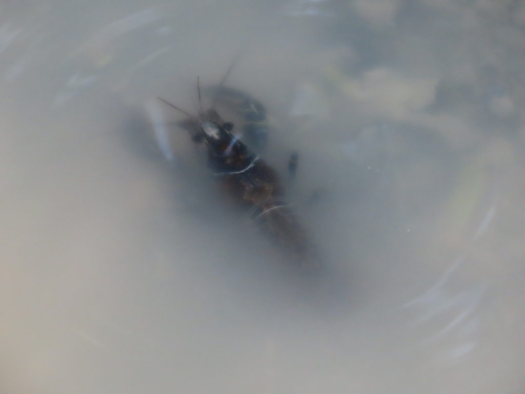 Calico Crayfish from Frontenac County, ON, Canada on August 10, 2024 at ...