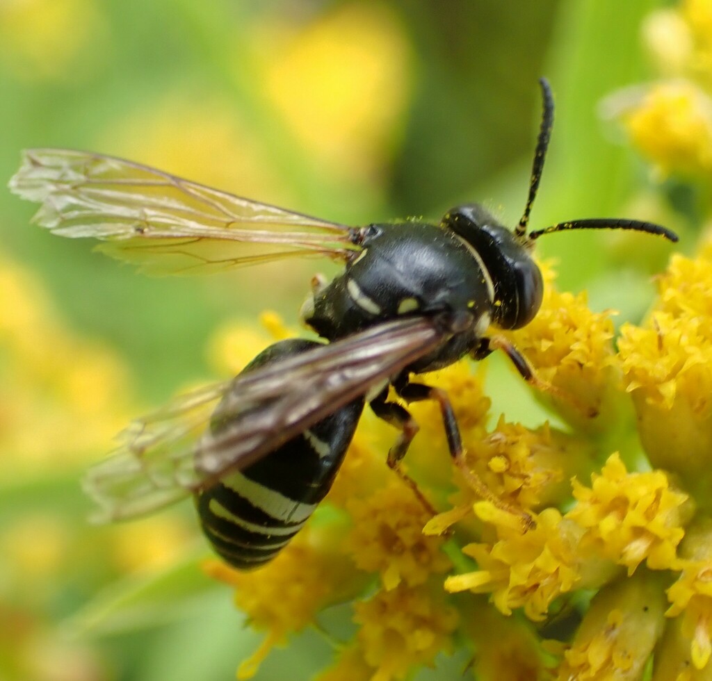 Bicyrtes ventralis from Manitoba, Canada on August 9, 2024 at 11:23 AM ...