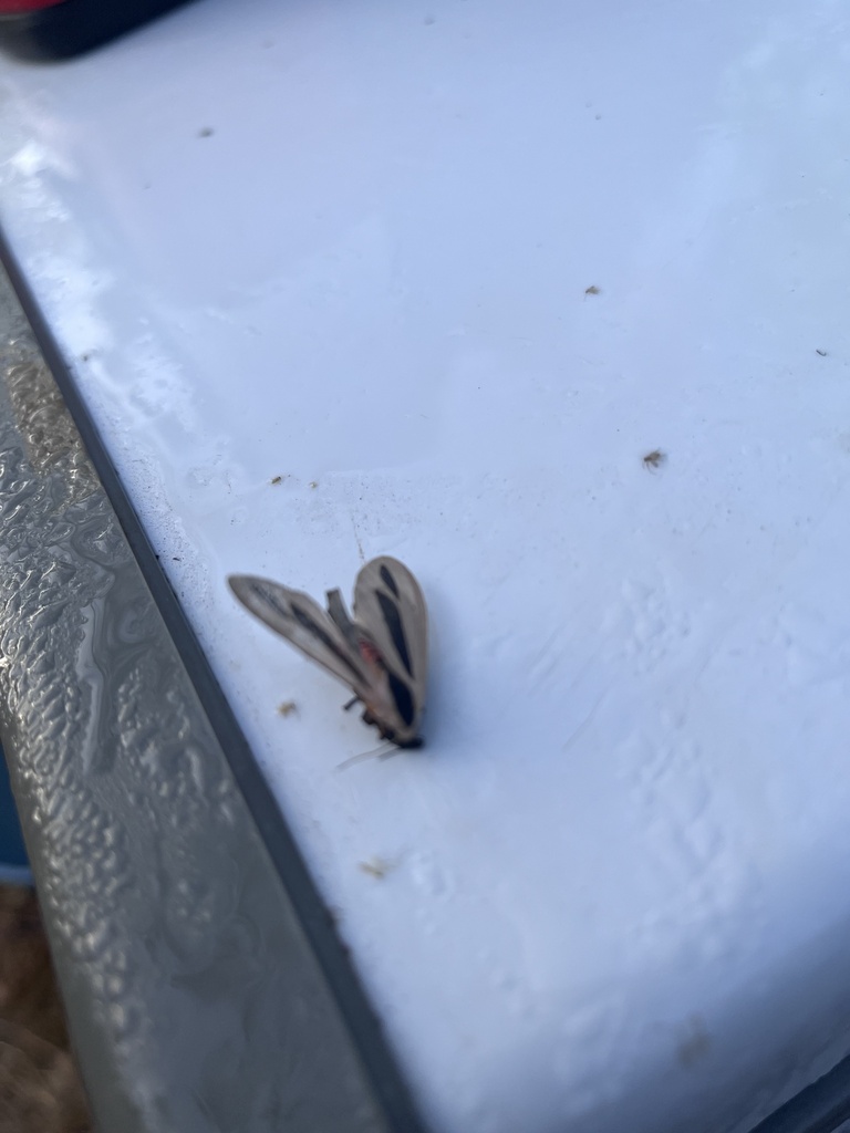 Baphomet Moth from Mission River, QLD, AU on August 11, 2024 at 07:14 ...