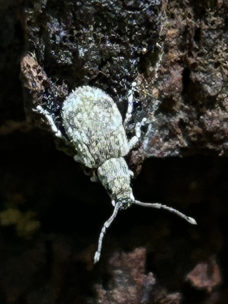 Peach Root Weevil from Morgan-Monroe State Forest, Martinsville, IN, US ...