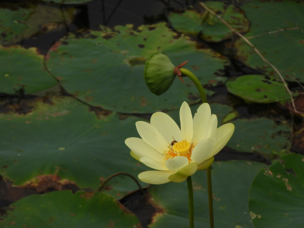 American lotus from Grayson County, TX, USA on August 10, 2024 at 10:48 ...