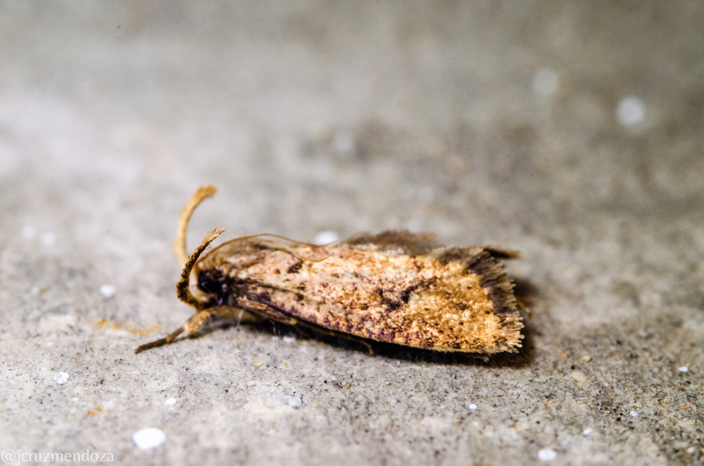 Grass Tubeworm Moths from Mérida, Yuc., México on July 22, 2024 at 09: ...