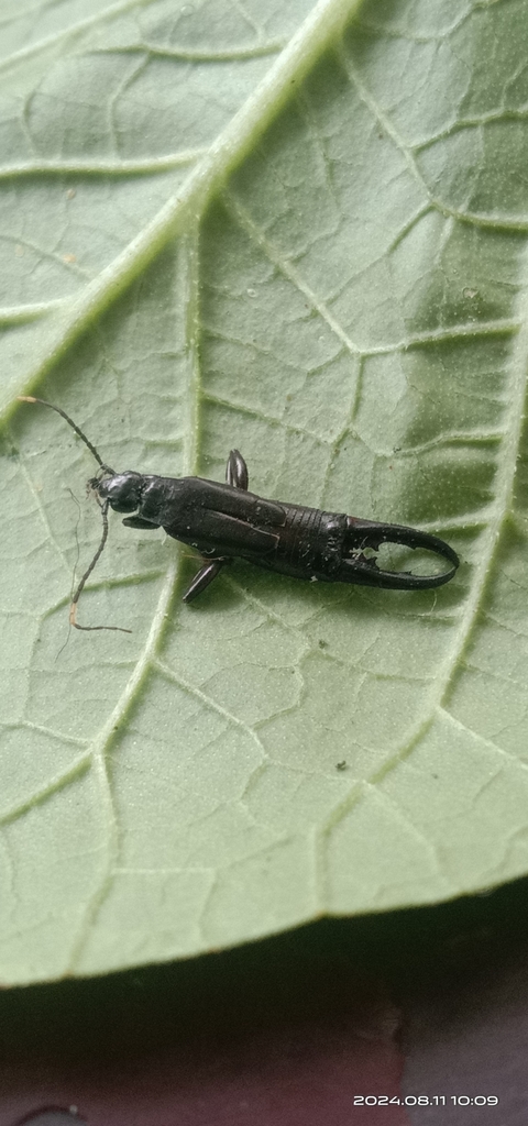 Chelisoches on August 11, 2024 at 10:09 AM by 余世文 · iNaturalist