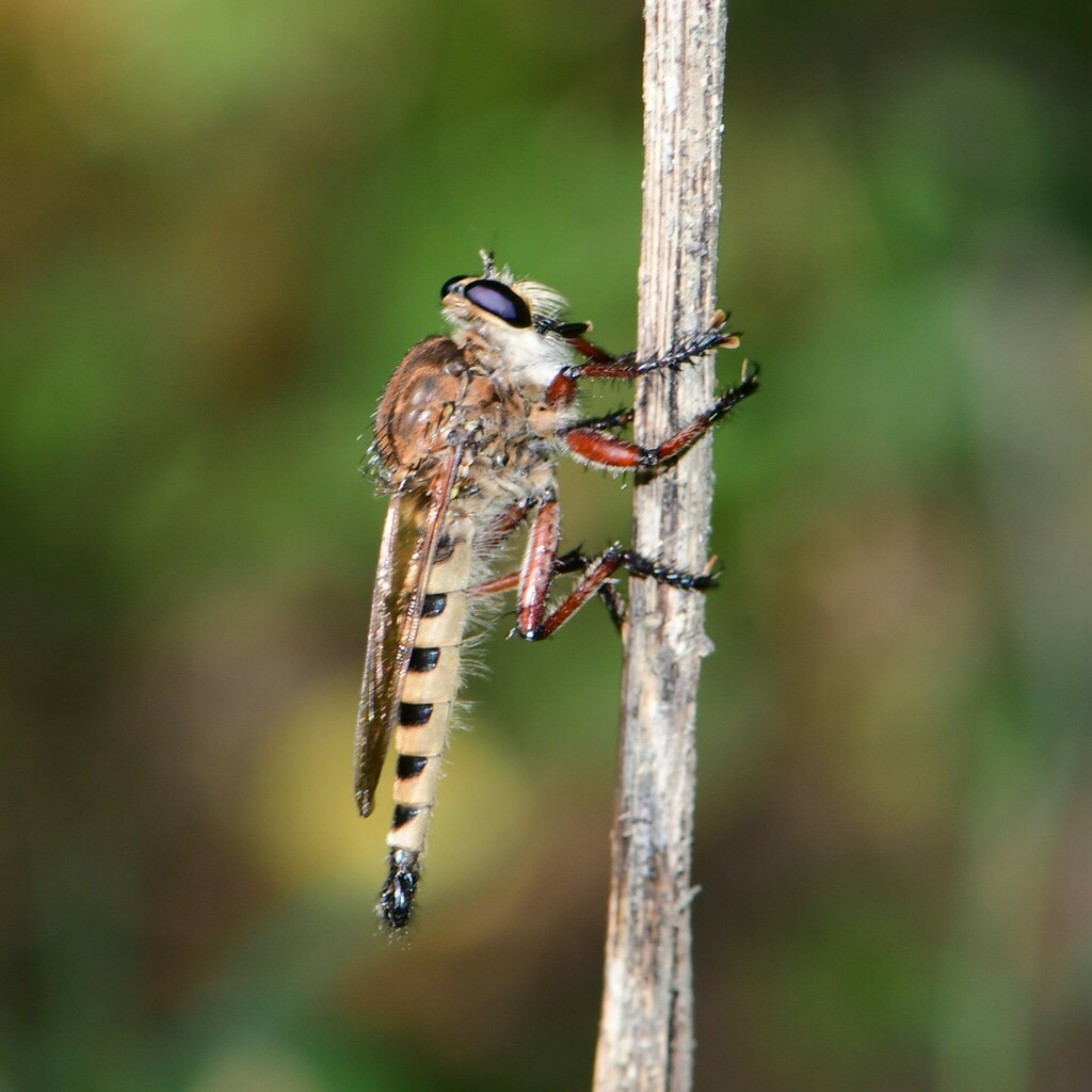 Maroon-legged Lion Fly from Nashville, AR 71852, USA on August 10, 2024 ...