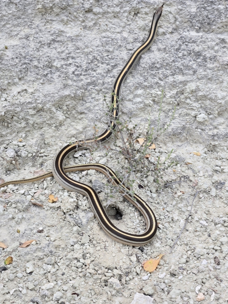 Texas Patch-nosed Snake in August 2024 by wildtexan · iNaturalist