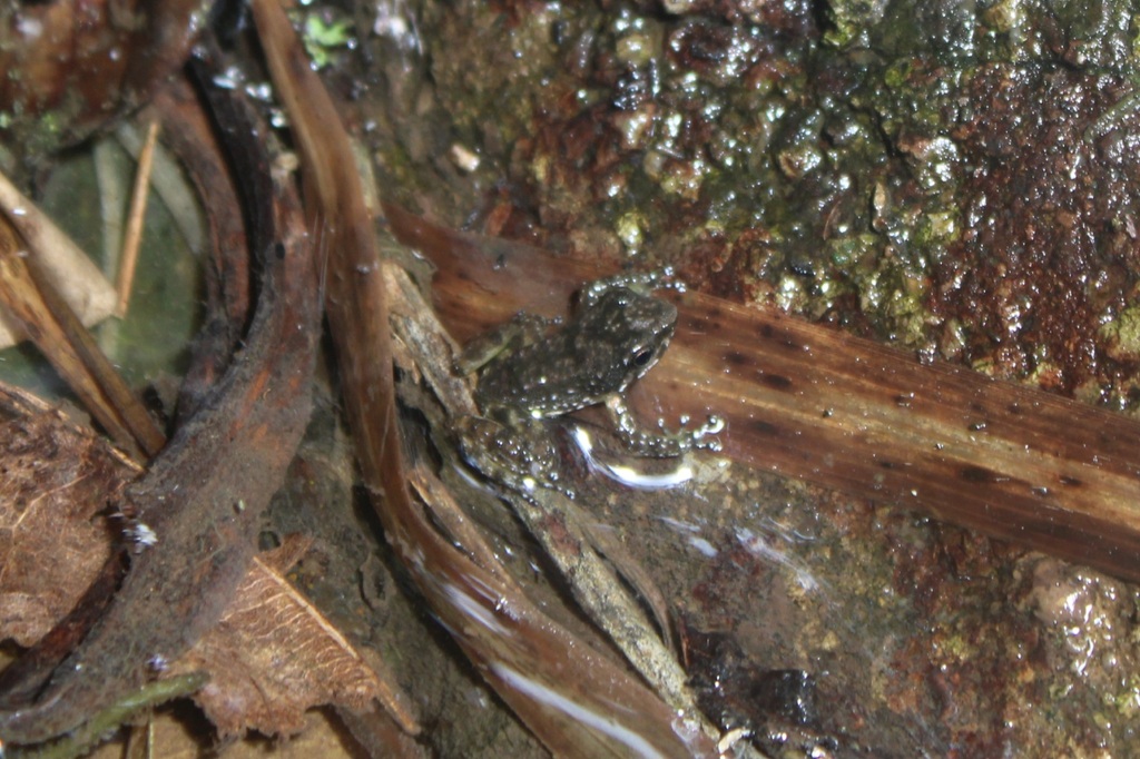Awa Rocket Frog from Jama, Ecuador on August 06, 2024 at 09:20 PM by ...