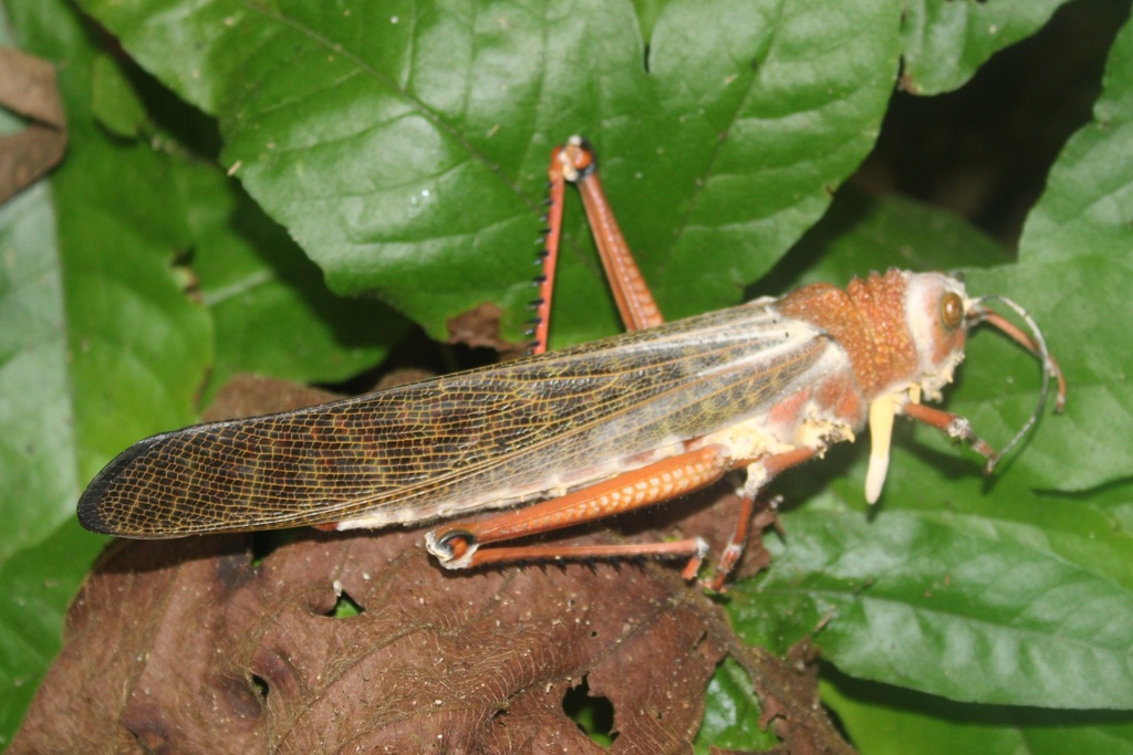 giant red-winged grasshopper from Jama, Ecuador on August 6, 2024 at 09 ...