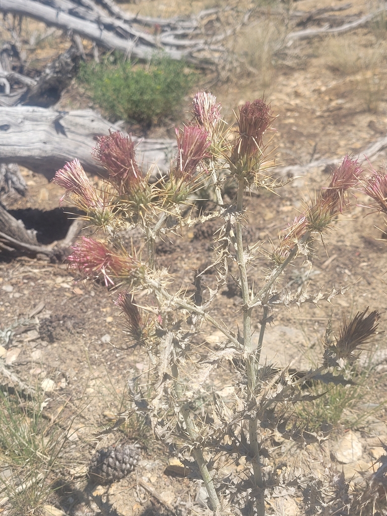 Arizona thistle from Inyo National Forest, Inyo County, US-CA, US on ...