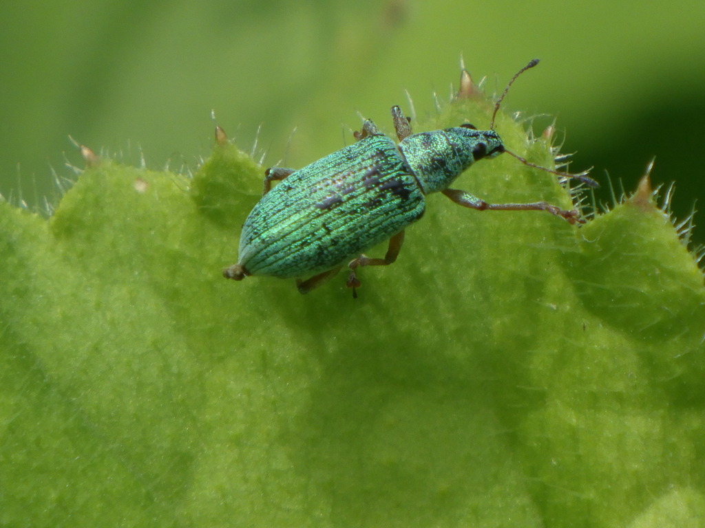 Green Immigrant Leaf Weevil from University Park, State College, PA ...