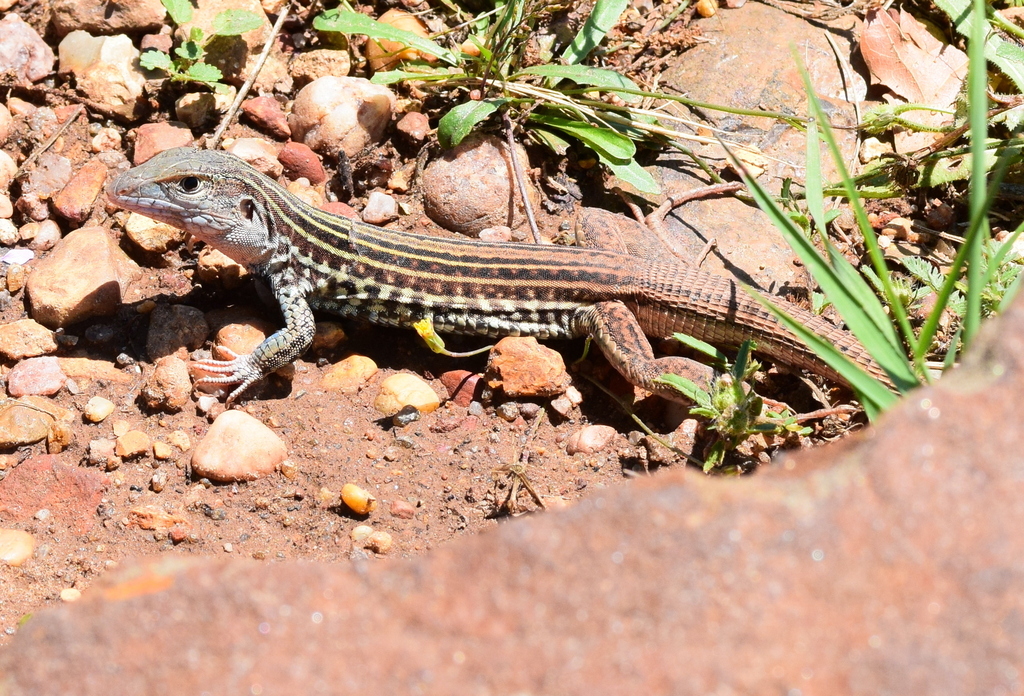 Common Spotted Whiptail from Bastrop County, TX, USA on April 21, 2024 ...