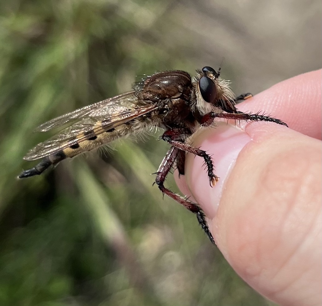 Maroon-legged Lion Fly from Victoria Glades Conservation Area, De Soto ...