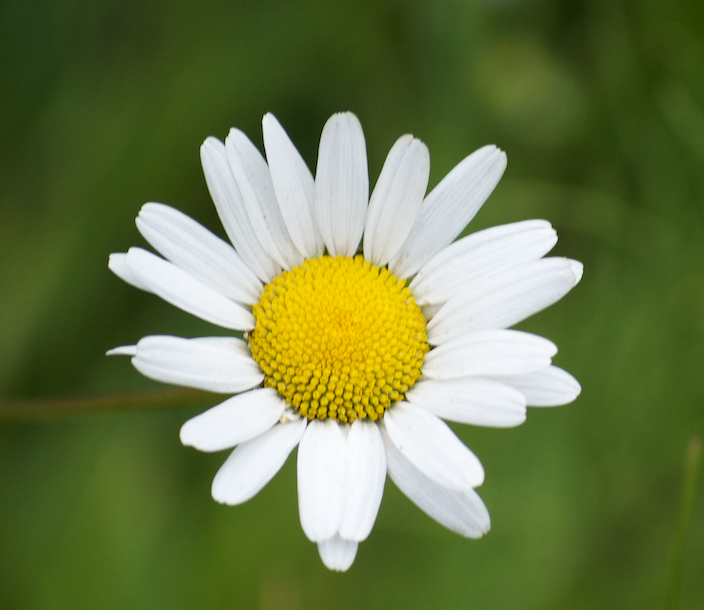 oxeye daisy from Lake Louise, AB, Canada on August 05, 2024 at 07:43 PM ...