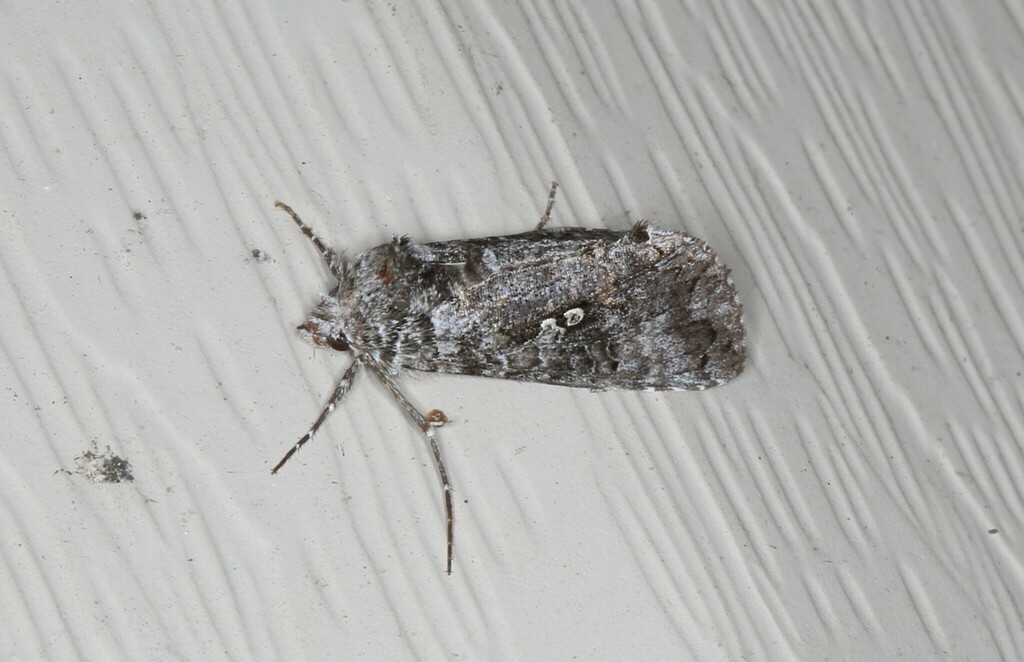 Dusky Silver Y Moth from Mont-Joli, QC, Canada, 1101 rue Lussier on ...