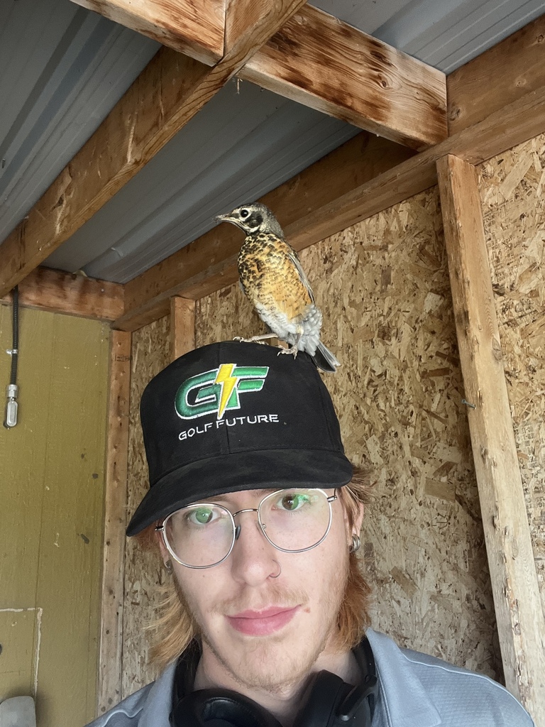 American Robin from 15th St SE, Calgary, AB, CA on August 02, 2024 at ...